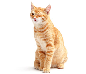 Plan de Salud Gato Adulto - Centro Veterinario San Nicasio