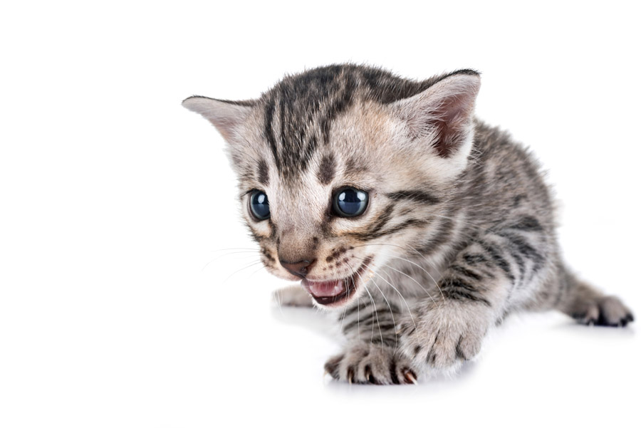 Plan de Salud Gatitos - Centro Veterinario San Nicasio